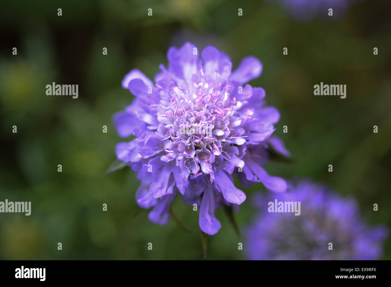 Scabiosa japonica blue note hi-res stock photography and images - Alamy