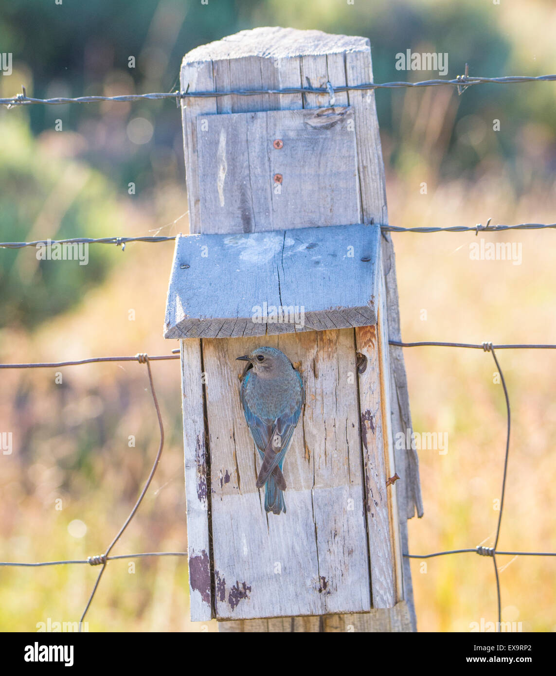 Mountain blue bird feeding young nest box hi-res stock photography and ...