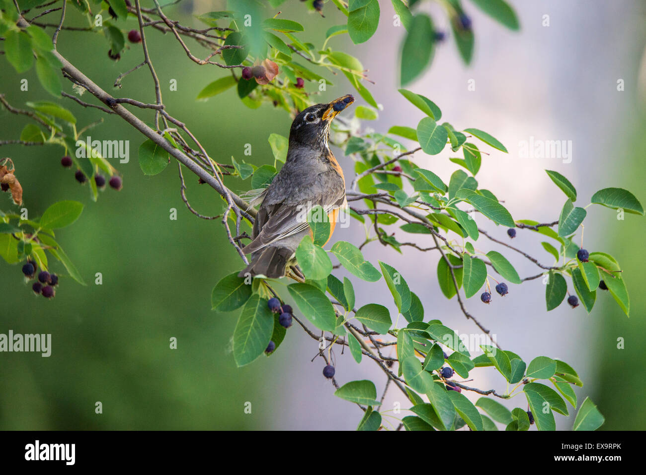 Serviceberry tree hi-res stock photography and images - Alamy
