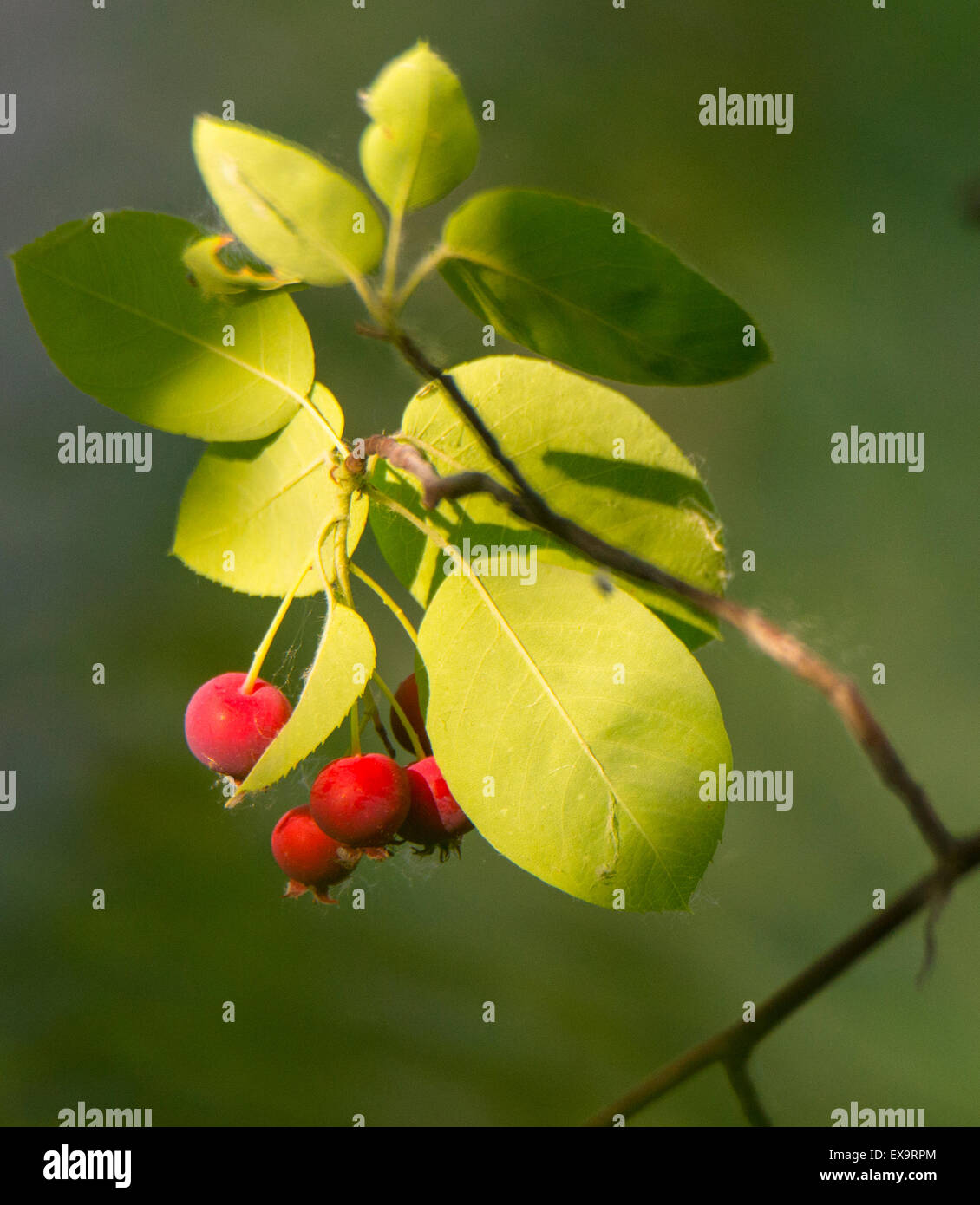 Serviceberry tree hi-res stock photography and images - Alamy