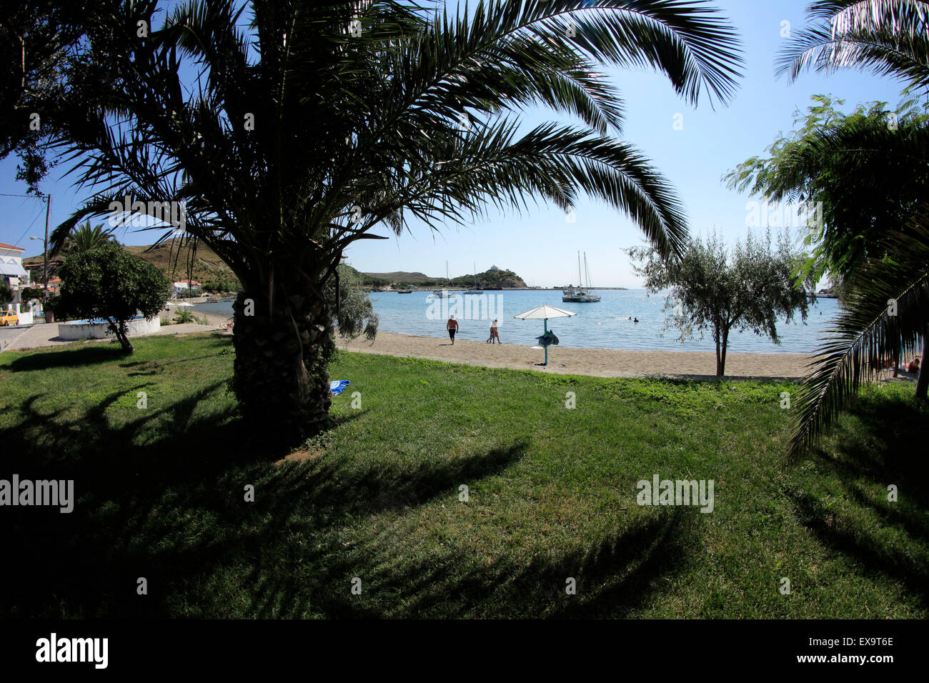 Palm tree shade in Tourkikos beach. Myrina, Lemnos / limnos island ...