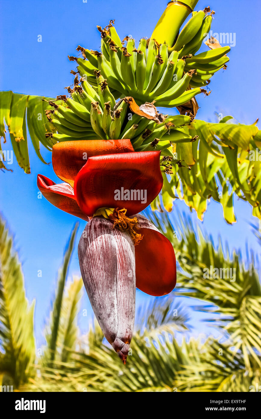 Cyprus banana tree hi-res stock photography and images - Alamy