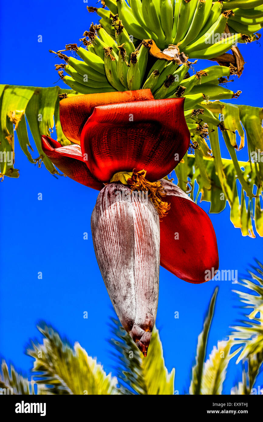Cyprus bananas growing in hi-res stock photography and images - Alamy