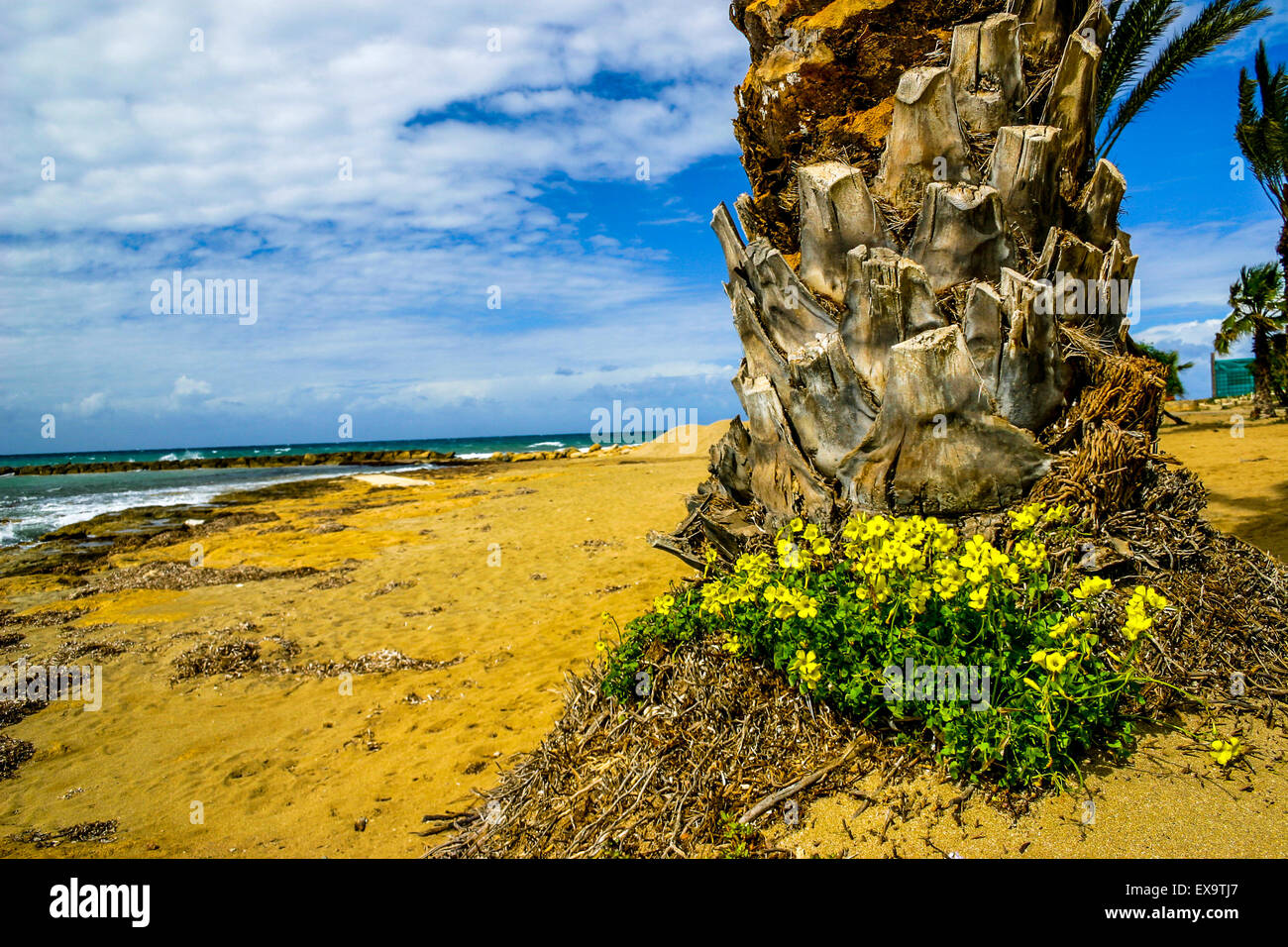 Palm tree and yellow flowers in Cyprus Stock Photo - Alamy