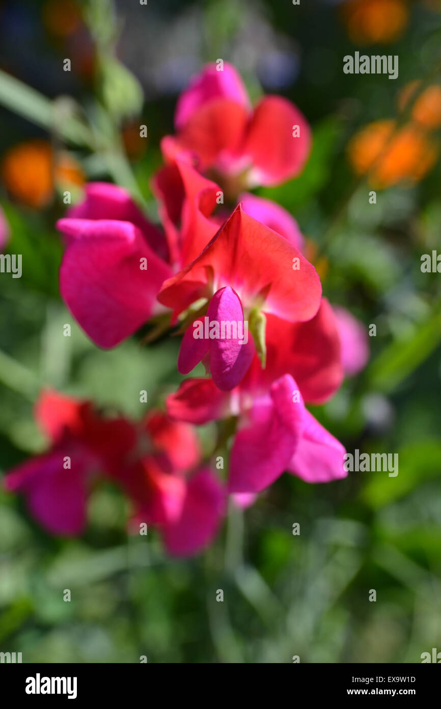 Prince edward of york hi-res stock photography and images - Alamy