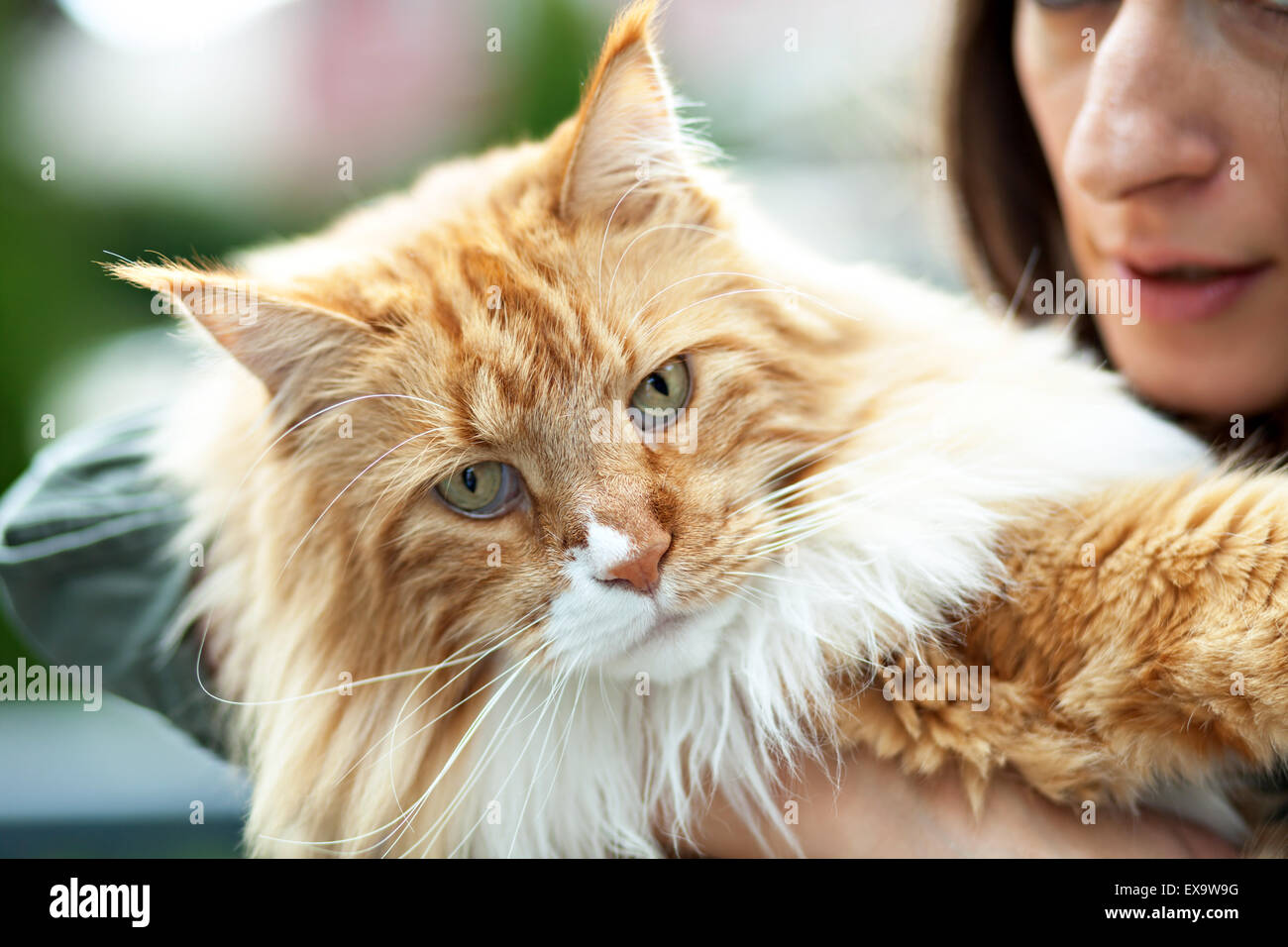 Maine Coon Cat Owner Stock Photo - Alamy
