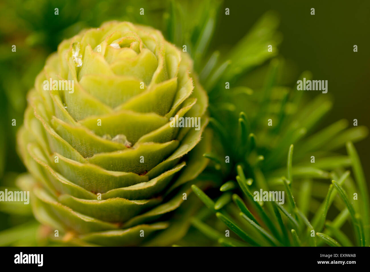 Picea abies pusch hi-res stock photography and images - Alamy