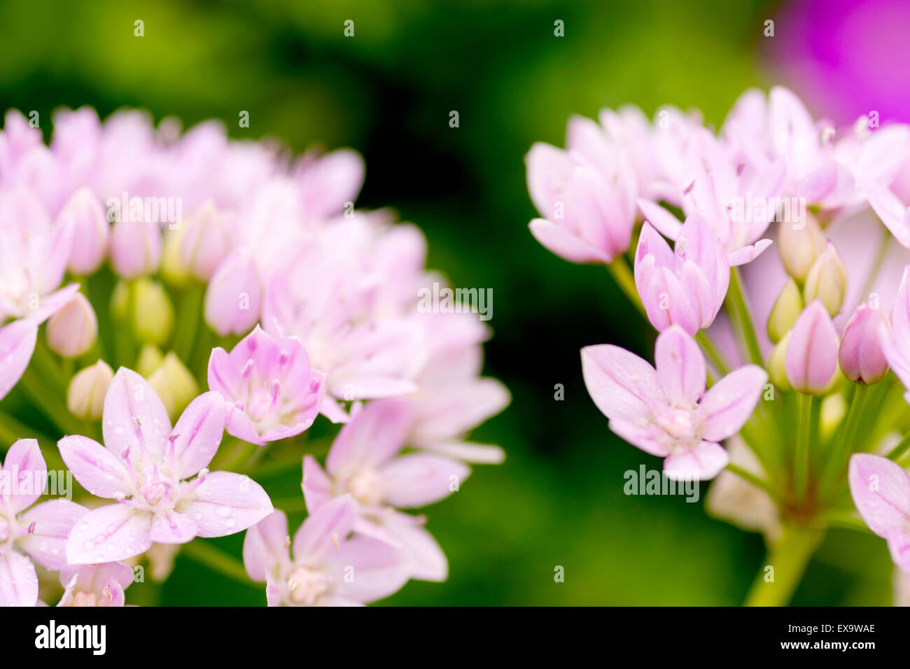 English Summer Pink Wild Flowers Stock Photo - Alamy