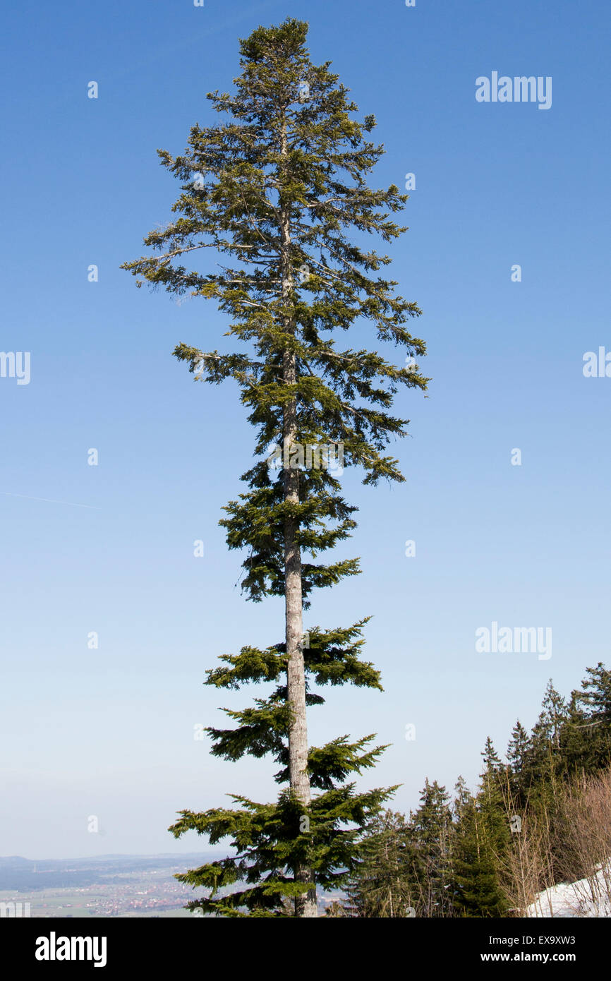 Tall mountain tree in Bavaria set against deep blue sky Stock Photo - Alamy