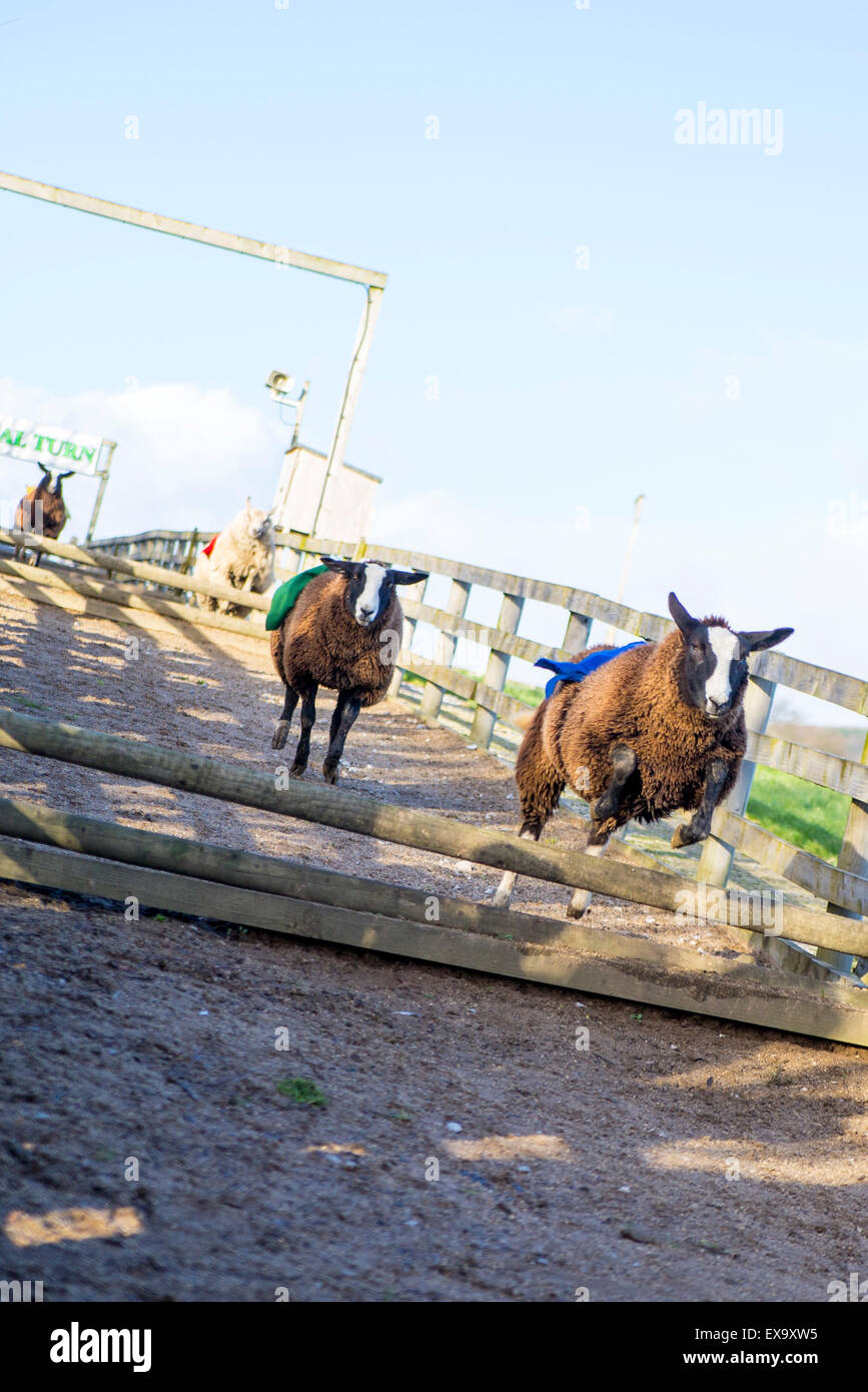 Race sheep hi-res stock photography and images - Alamy