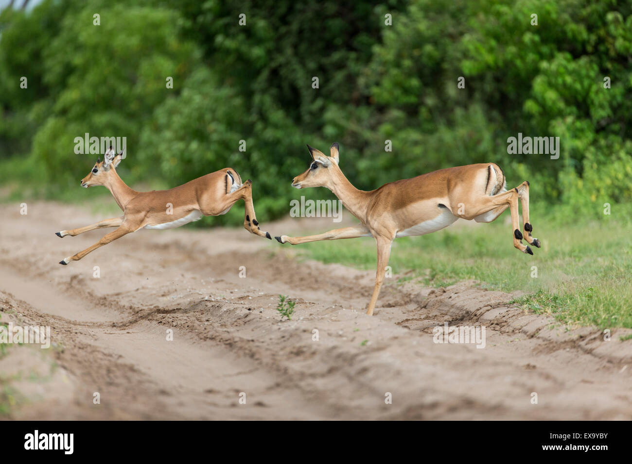Leaping impala hi-res stock photography and images - Alamy