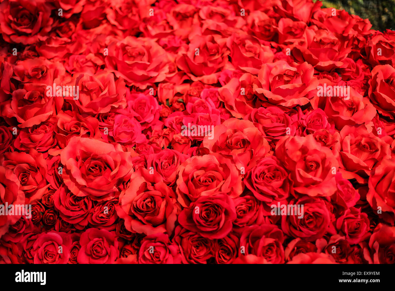 Tons of Roses Stock Photo - Alamy