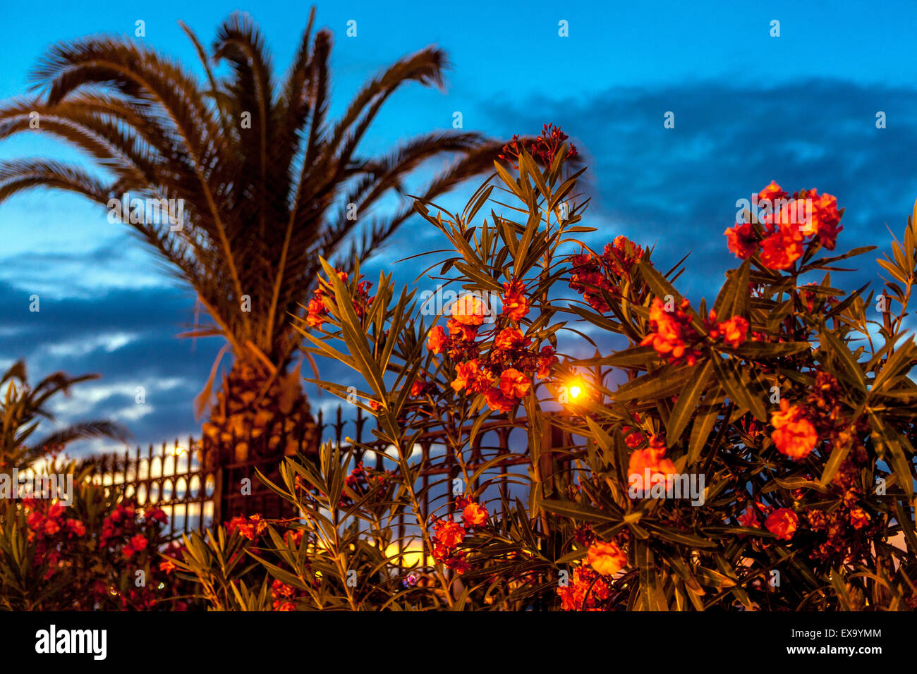 Oleander, Seaside promenade Rethymno Crete Greece Stock Photo - Alamy