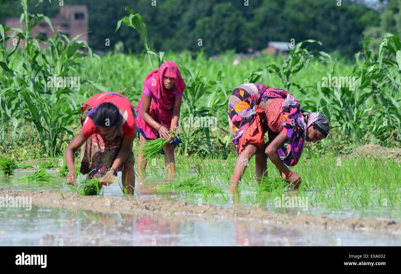 Allahabad, India. 09th July, 2015. Indian women farmer plant rice in a ...