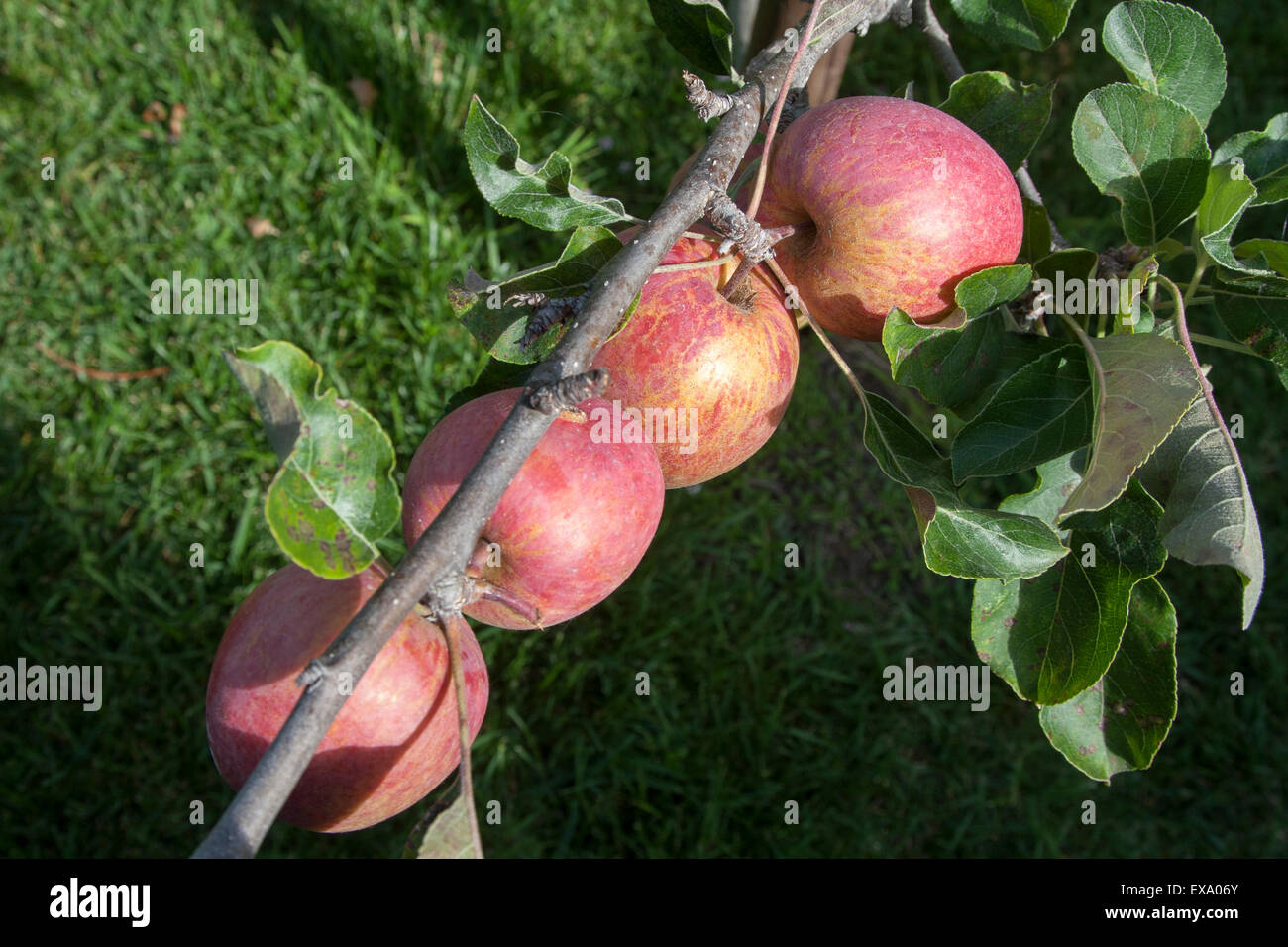 Apples on the backyard tree in California Stock Photo - Alamy