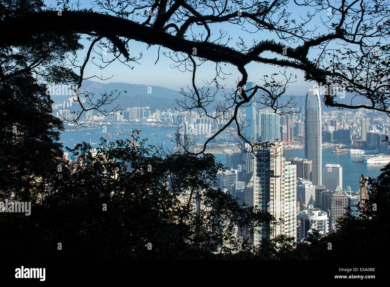 Hong Kong Winter Trees