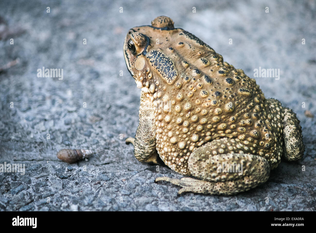 Yellow toad hi-res stock photography and images - Alamy