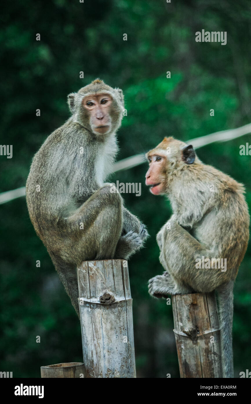 Two Monkey sitting on trunk Stock Photo - Alamy
