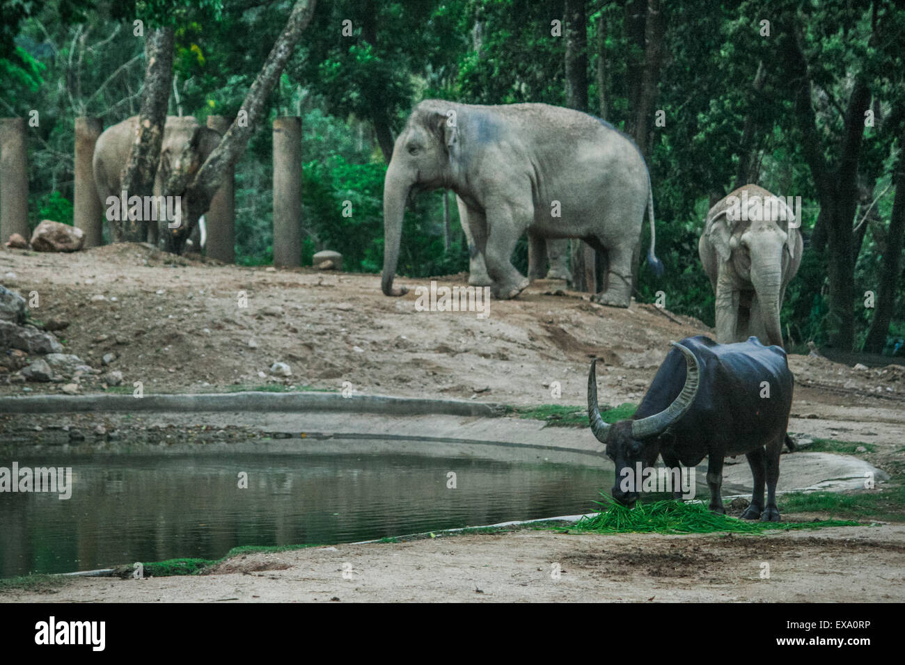 Buffalo living with Elephant Stock Photo - Alamy
