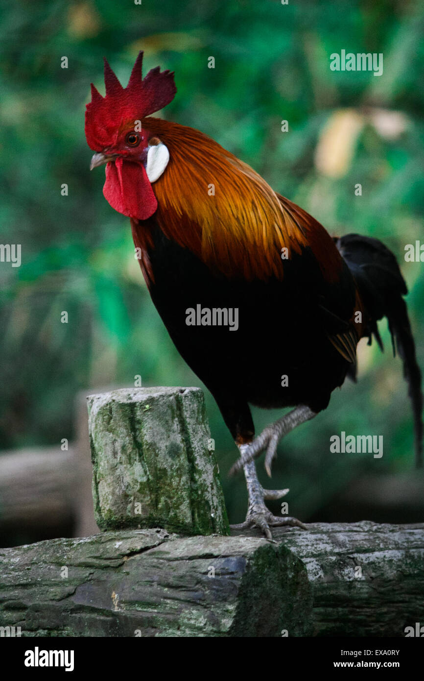 Animal trunk hi-res stock photography and images - Alamy