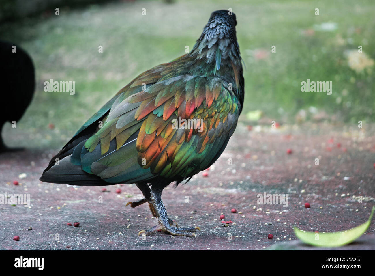 Nicobar pigeon feather hi-res stock photography and images - Alamy