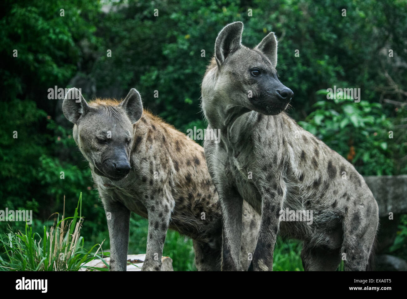 Two hyena hi-res stock photography and images - Alamy