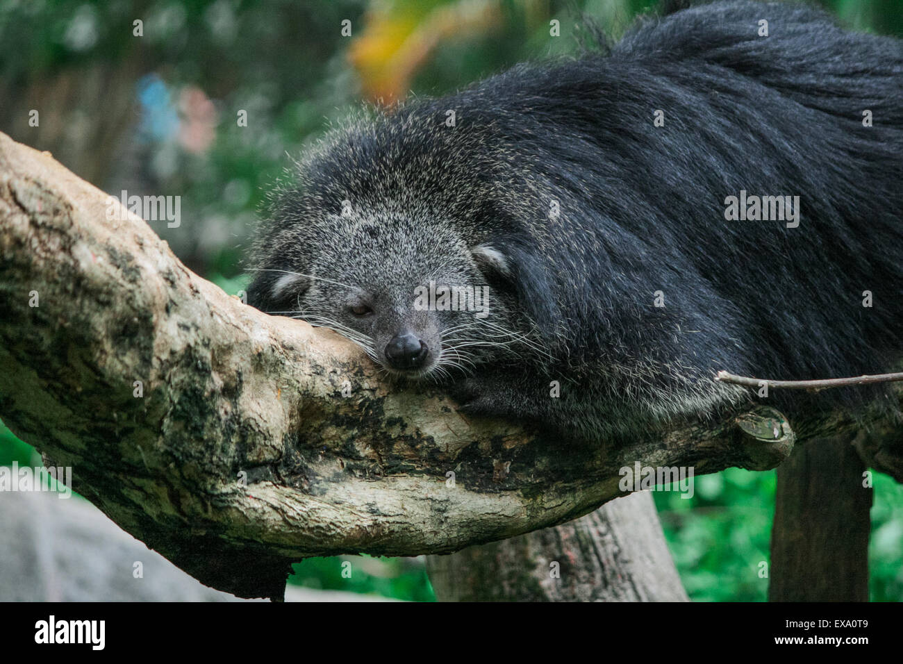 Binturong hi-res stock photography and images - Alamy