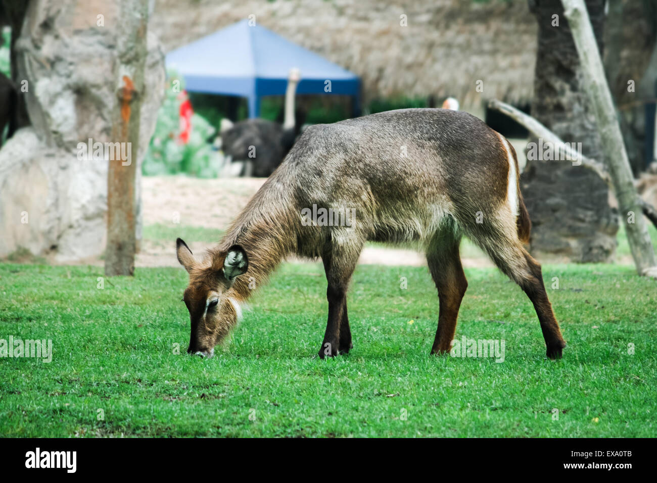 Deer eating grass Stock Photo - Alamy