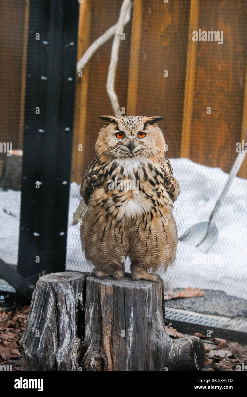 Tree stump with snow hi-res stock photography and images - Alamy