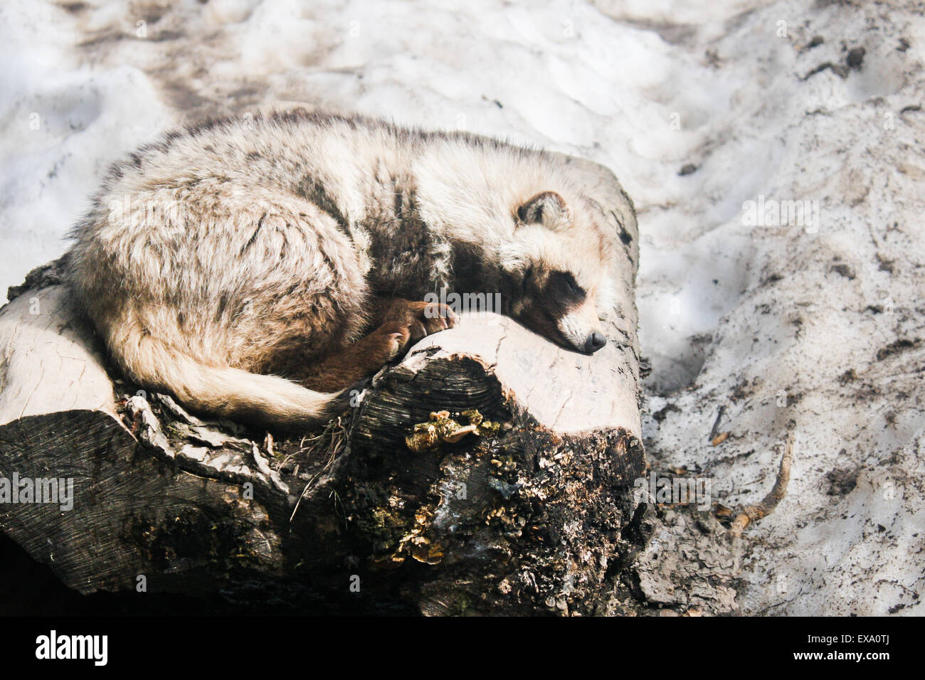 Animal sleeping winter hi-res stock photography and images - Alamy