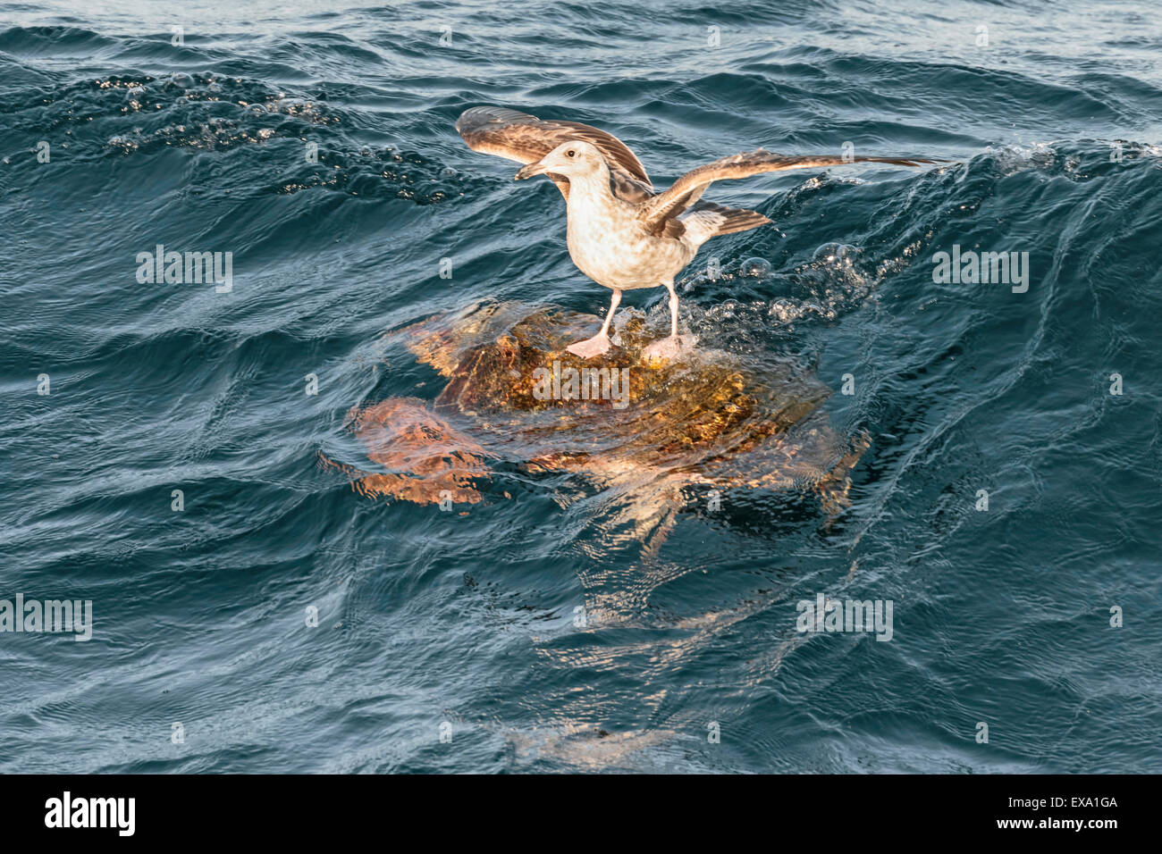 Seagull with wings out, riding on a turtle in the ocean - west coast of ...