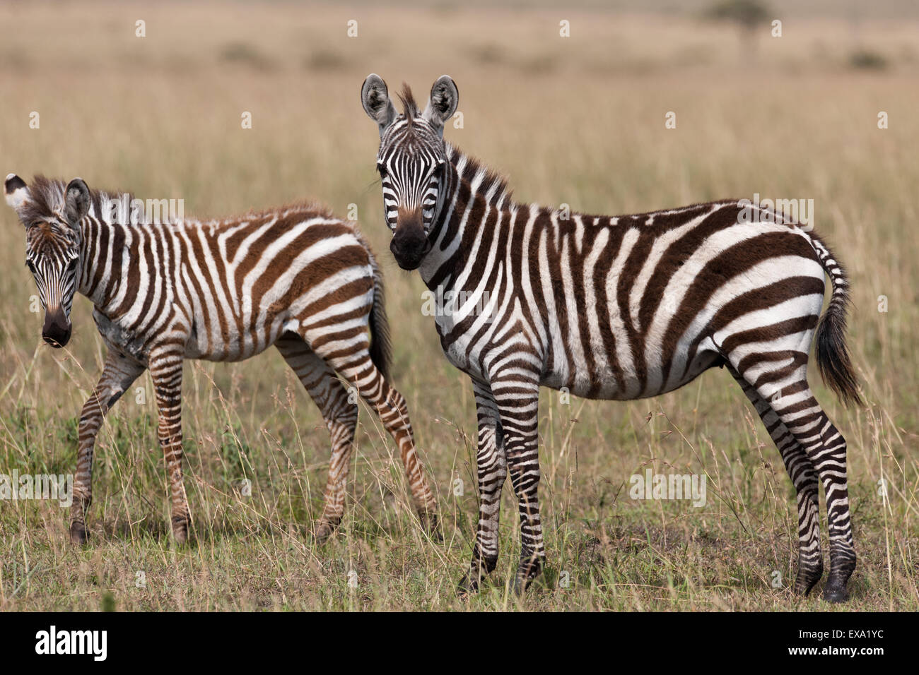 Zebra in the Savanna of Kenya Stock Photo - Alamy