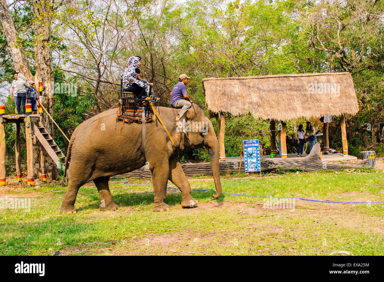 Man rides elephant on path at countryside, mahout ride this animal for ...
