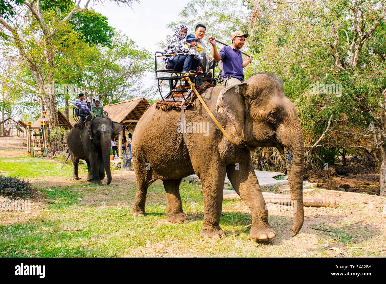 Man rides elephant on path at countryside, mahout ride this animal for ...