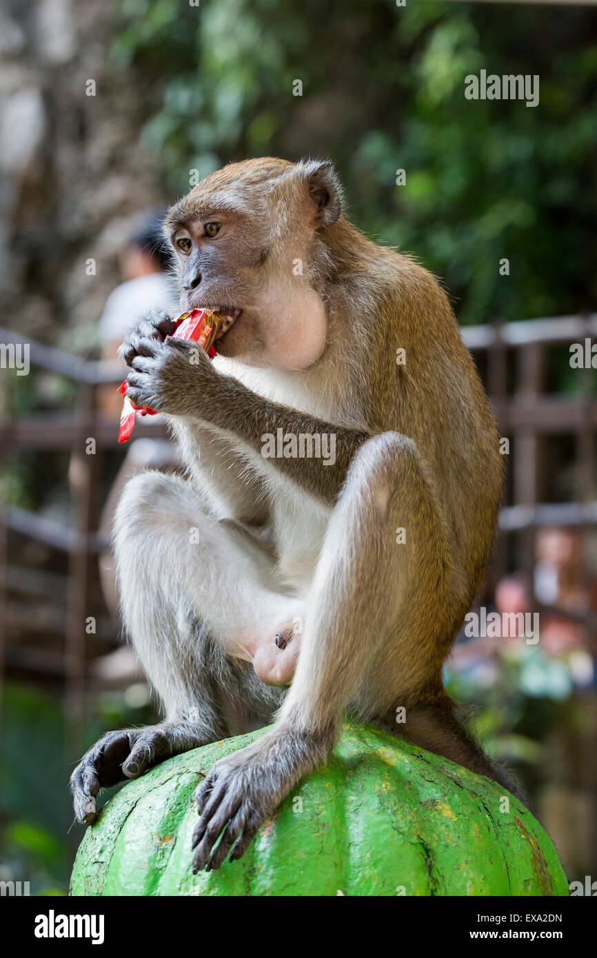 Asia, Malaysia, Kuala Lumpur, Long-Tailed Macaque (Macaca fascicularis ...