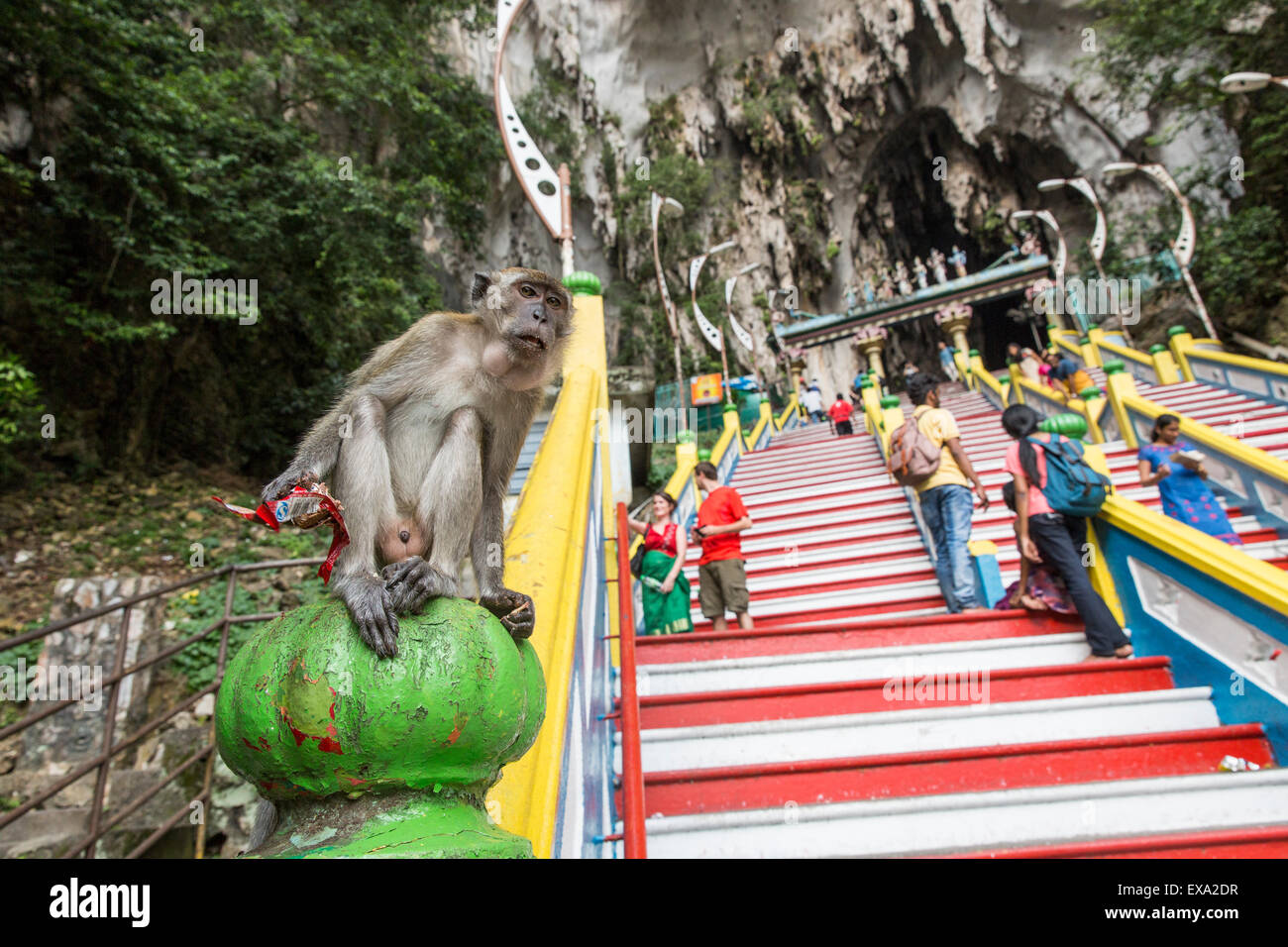 Asia, Malaysia, Kuala Lumpur, Long-Tailed Macaque (Macaca fascicularis ...