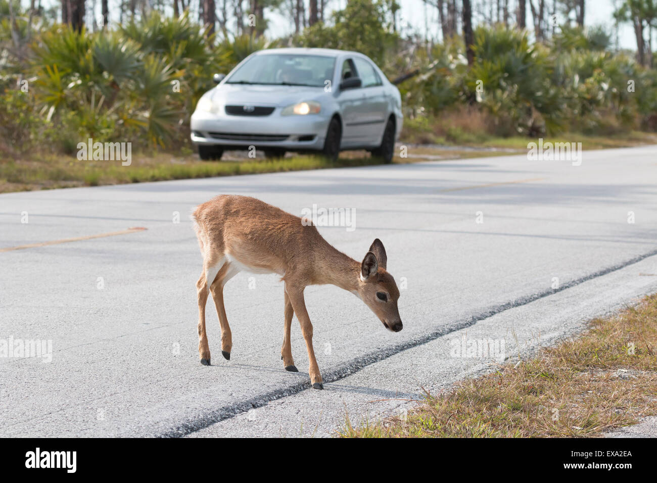 An endangered Key Deer in the National Key Deer Wildlife Reguge. This ...