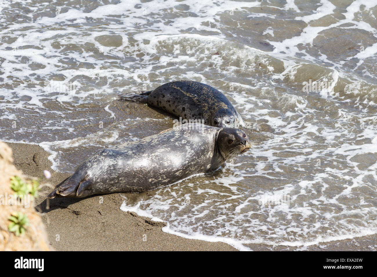 two year old baby seal bonding with its mother in a protected cove of ...