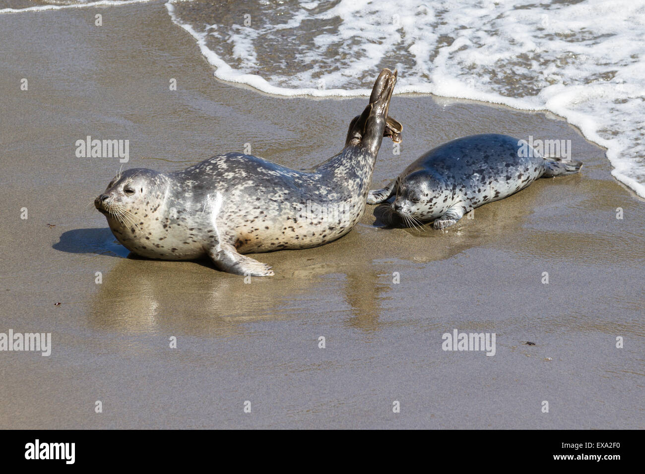 two year old baby seal bonding with its mother in a protected cove of ...