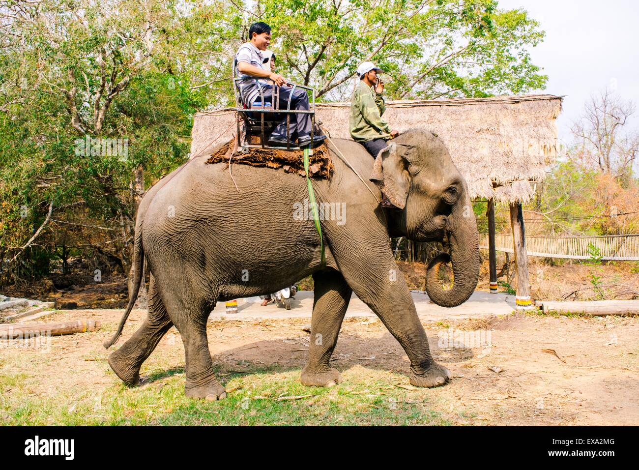 Man rides elephant on path at countryside, mahout ride this animal for ...