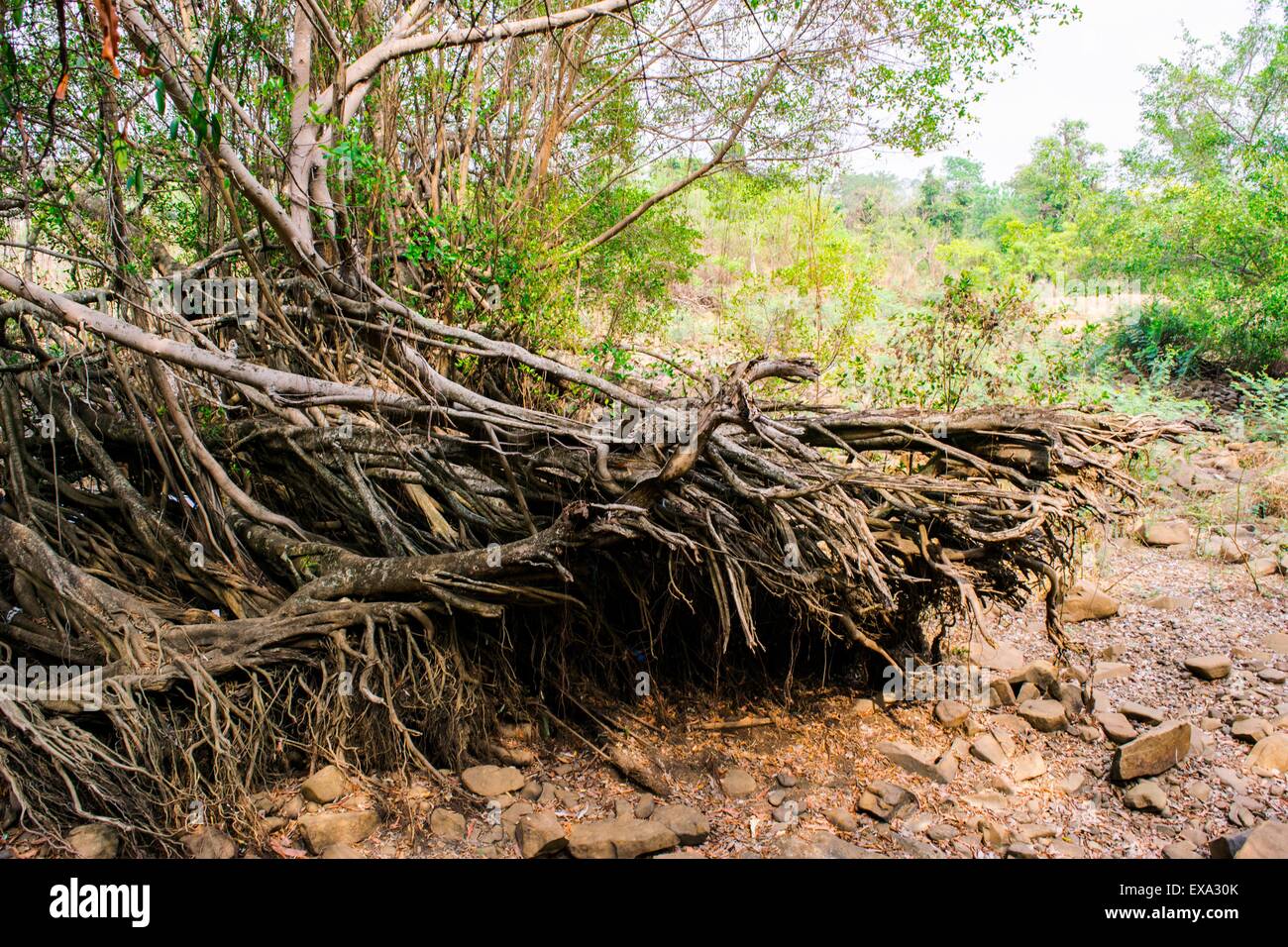 big tree root Stock Photo - Alamy