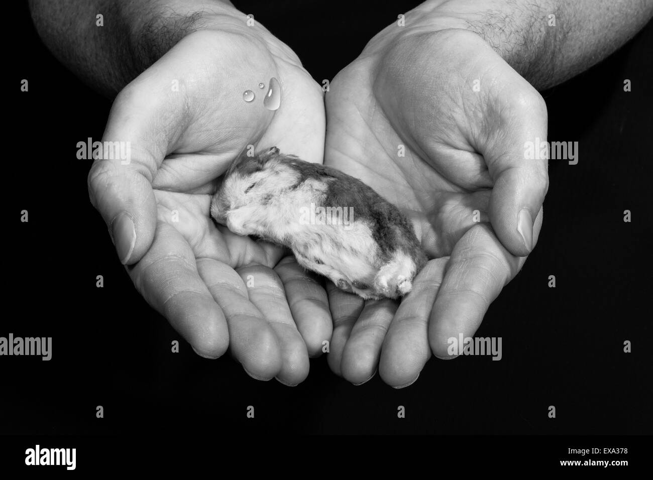Death concept pet Black and White Stock Photos & Images - Alamy