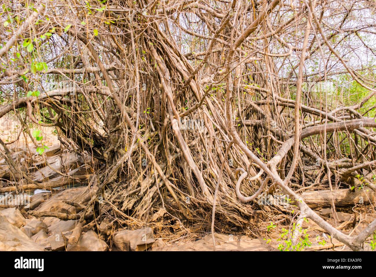 big tree root Stock Photo - Alamy