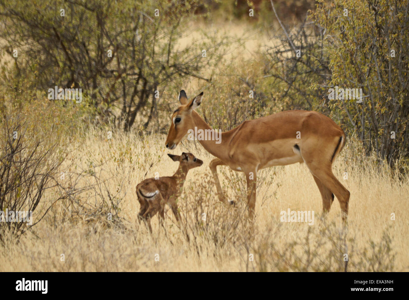 Female impala with baby, Samburu, Kenya Stock Photo - Alamy