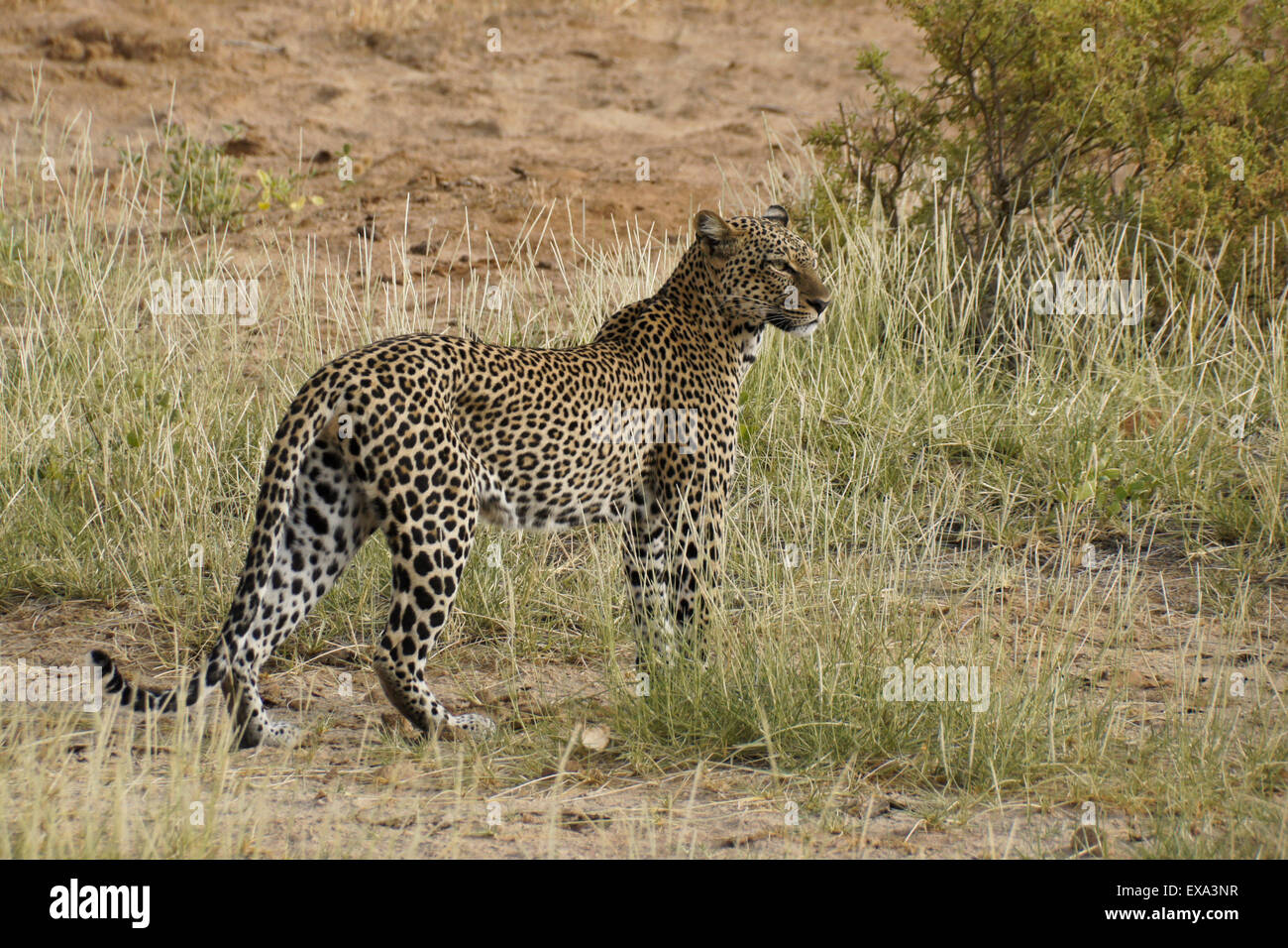 African leopards hi-res stock photography and images - Alamy