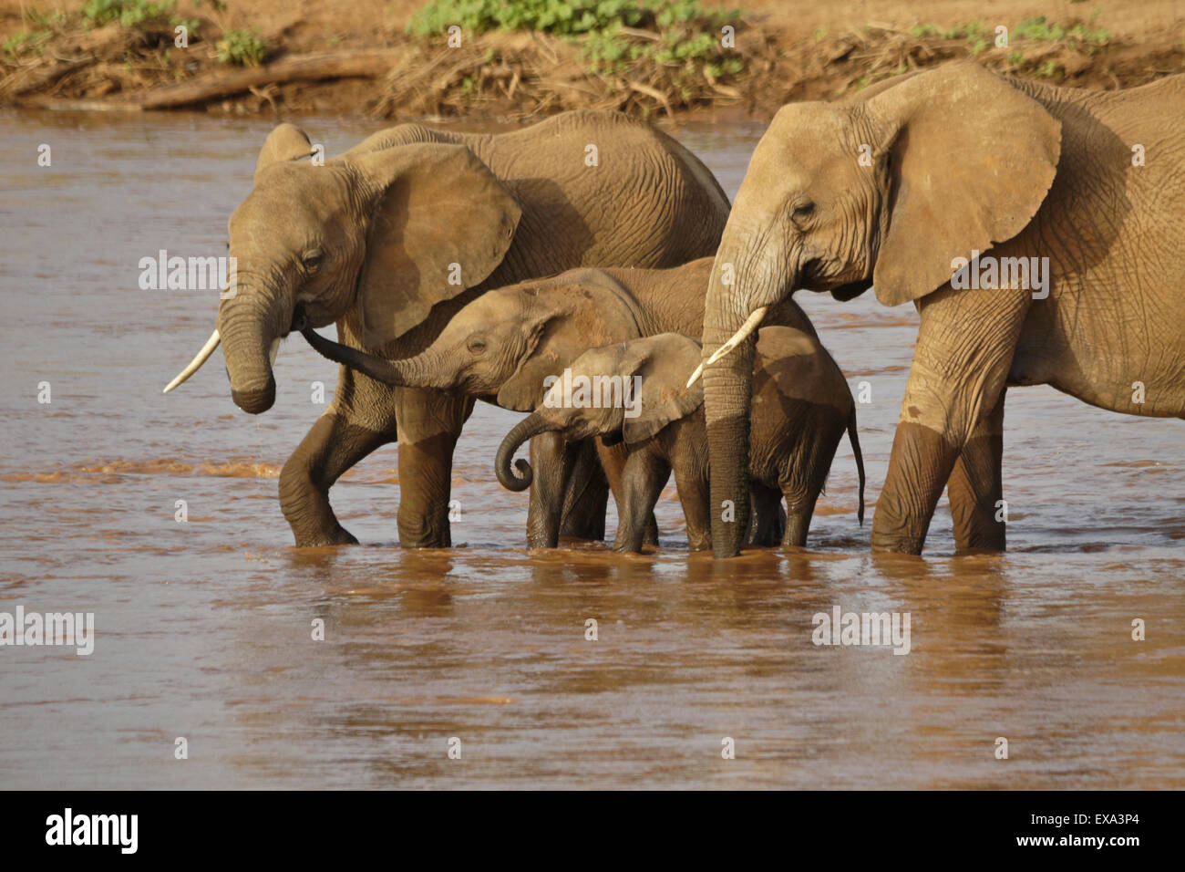 Elephants drinking river hi-res stock photography and images - Alamy