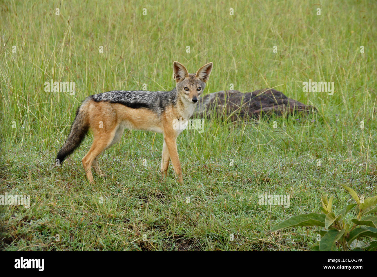 Silver backed jackal hi-res stock photography and images - Alamy