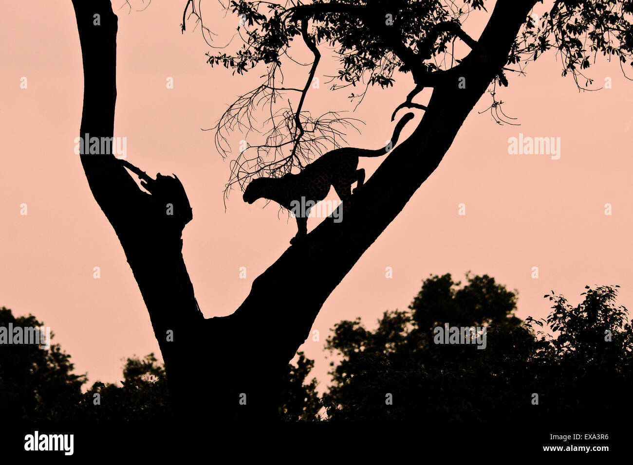 African tree silhouette hi-res stock photography and images - Alamy