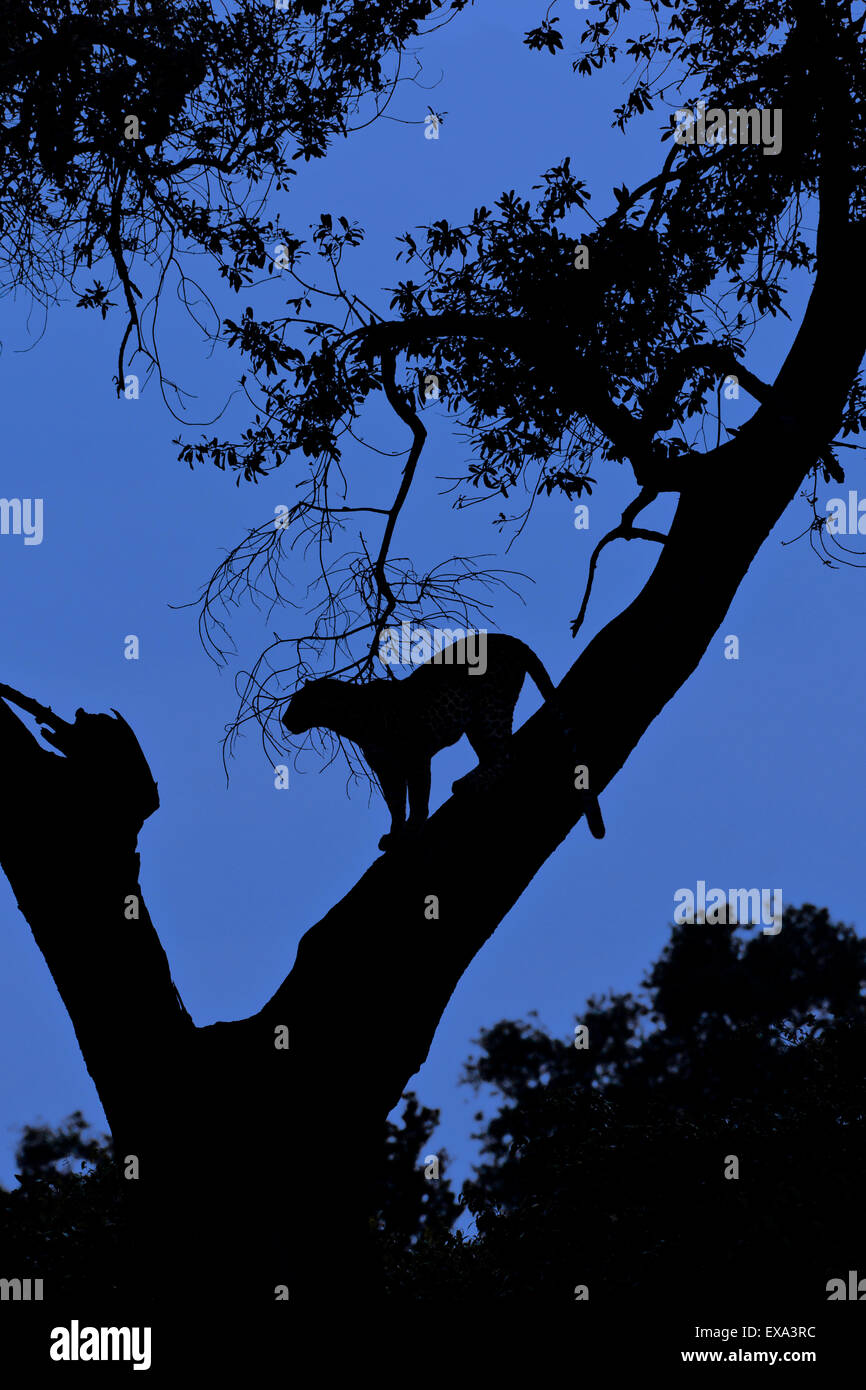 Silhouette of leopard in tree, Masai Mara, Kenya Stock Photo - Alamy