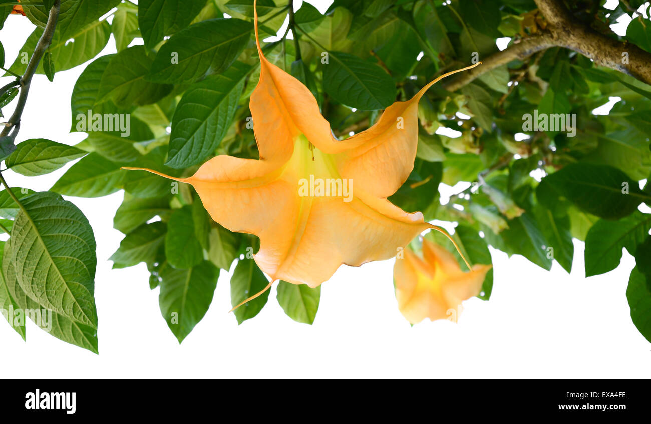 Yellow angel hi-res stock photography and images - Alamy